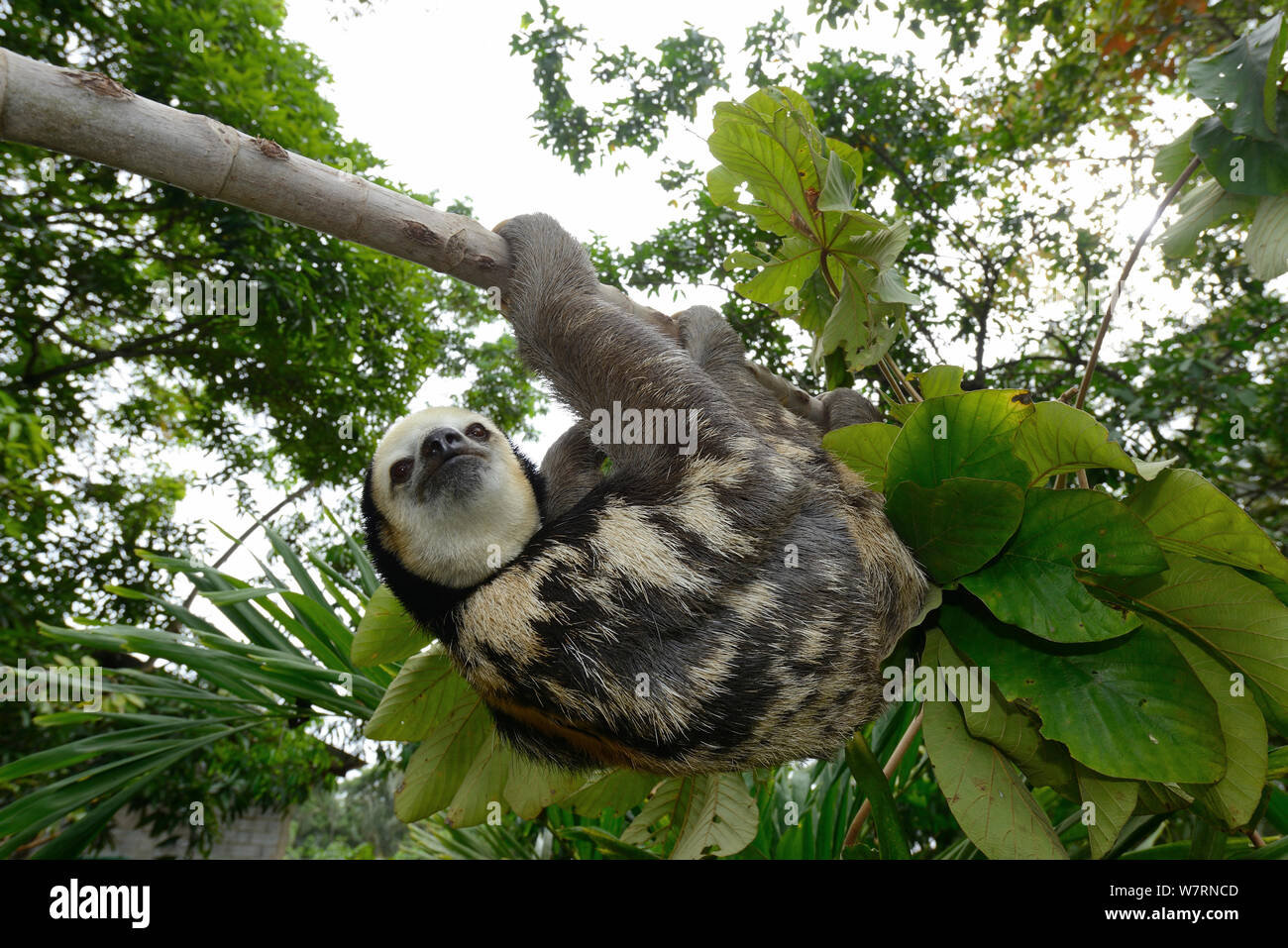 Pale throated three toed sloth hi-res stock photography and images - Alamy