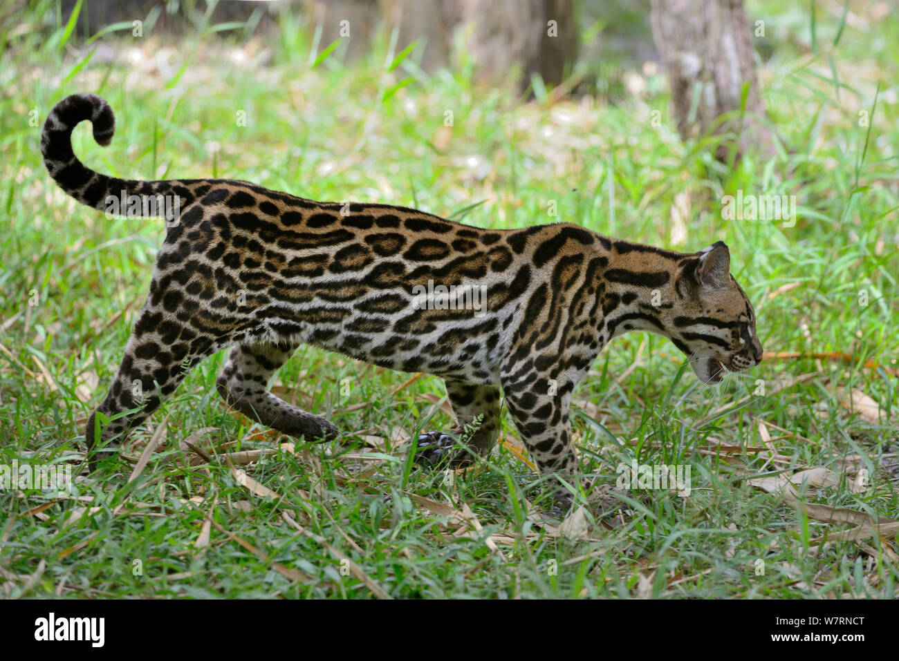 Ocelot (Leopardus pardalis) profile, French Guiana, captive Stock Photo ...