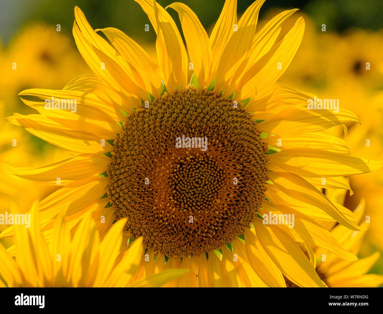 Blooming sunflowers in the backlight. A cheerful symbol of a warm sunny ...