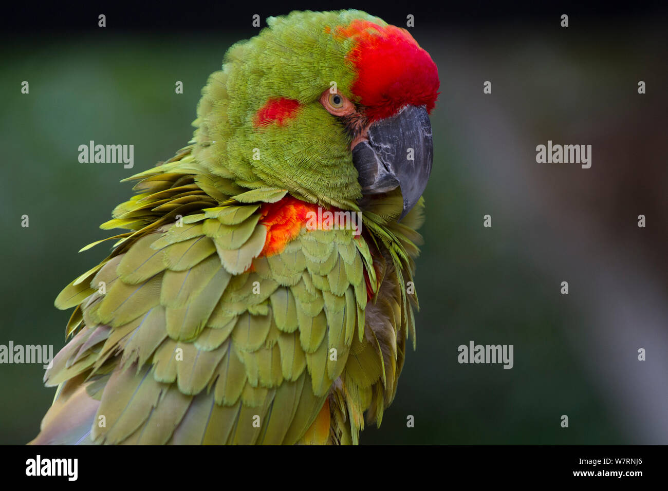 Ara birds hi-res stock photography and images - Alamy
