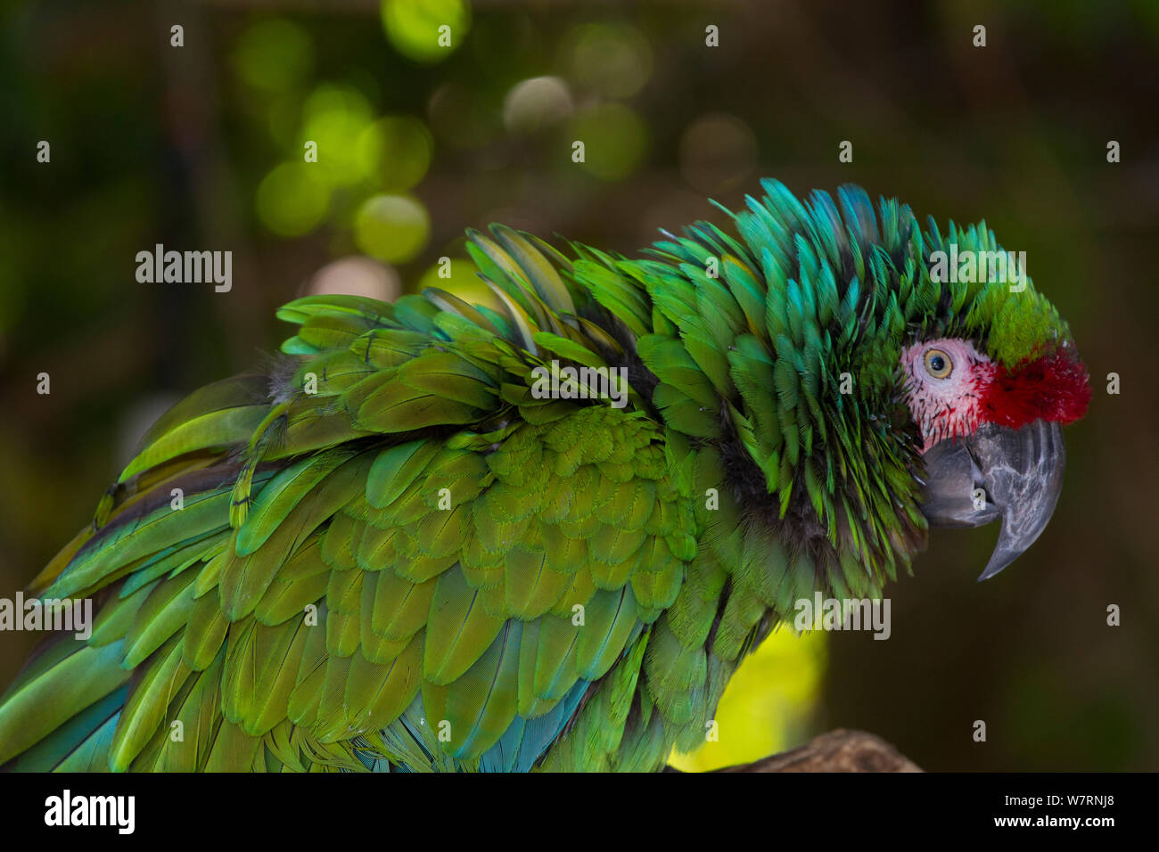 Military macaw of bolivia hi-res stock photography and images - Alamy