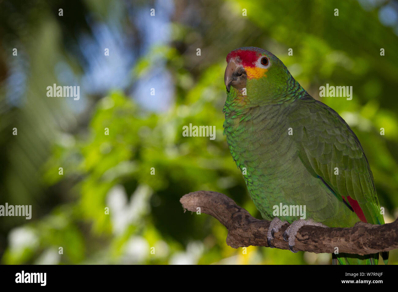 Yellow-Cheeked Amazon Parrot (Amazona autumnalis) captive, from Central ...