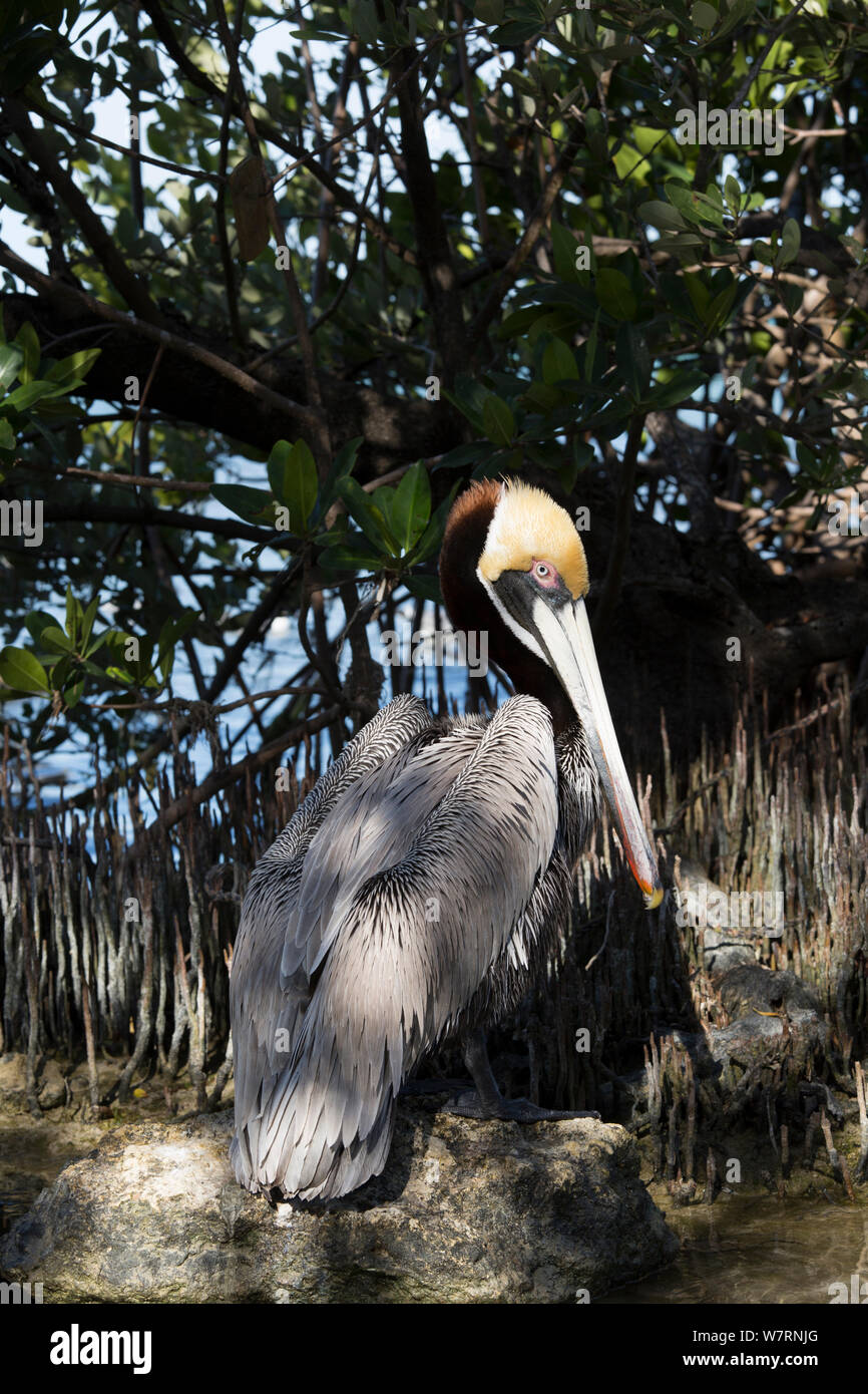 Eastern Brown Pelican (Pelecanus occidentalis carolinensis) in breeding ...