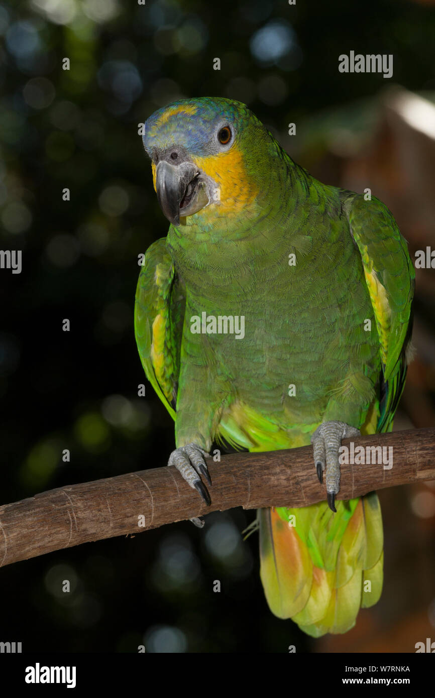 Orange-Winged Amazon Parrot (Amazona amazonica) captive, from east of ...