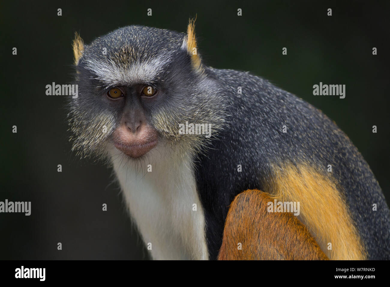 Congo basin wolfs monkey hi-res stock photography and images - Alamy