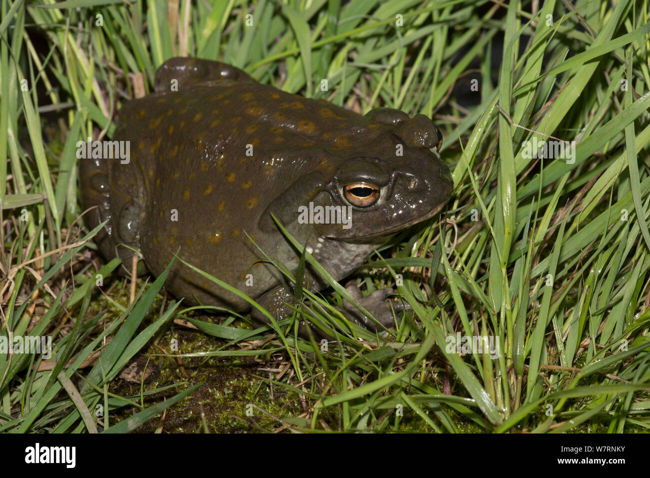 Colorado River Toad (Bufo alvarius) also known as Sonoran Desert Toad ...
