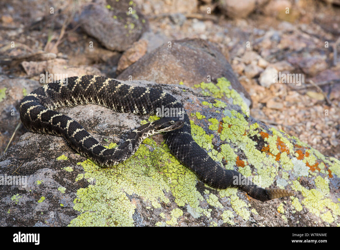 Northern Black-Tailed Rattlesnake (Crotalus molossus molossus) Sonoran ...
