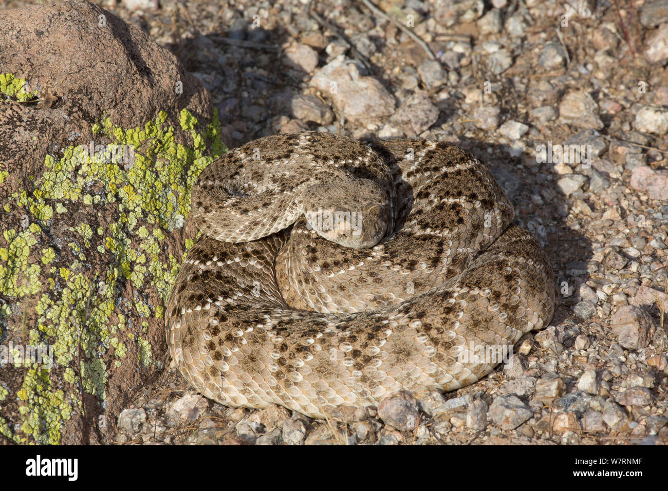 Western Diamondback Rattlesnake (Crotalus atrox) Sonoran Desert, Mesa ...