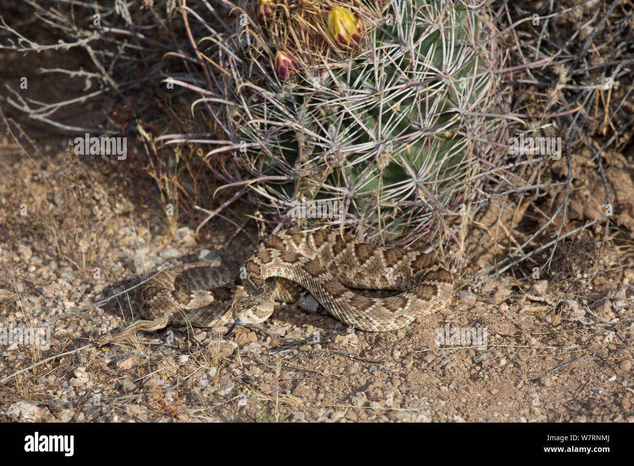 Mojave Rattlesnake (Crotalus scutulatus) by Barrel Cactus (Freocactus ...