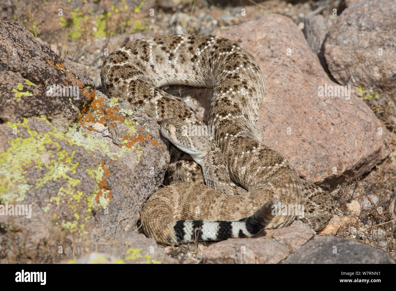 Western Diamondback Rattlesnake (Crotalus atrox) Sonoran Desert, Mesa ...