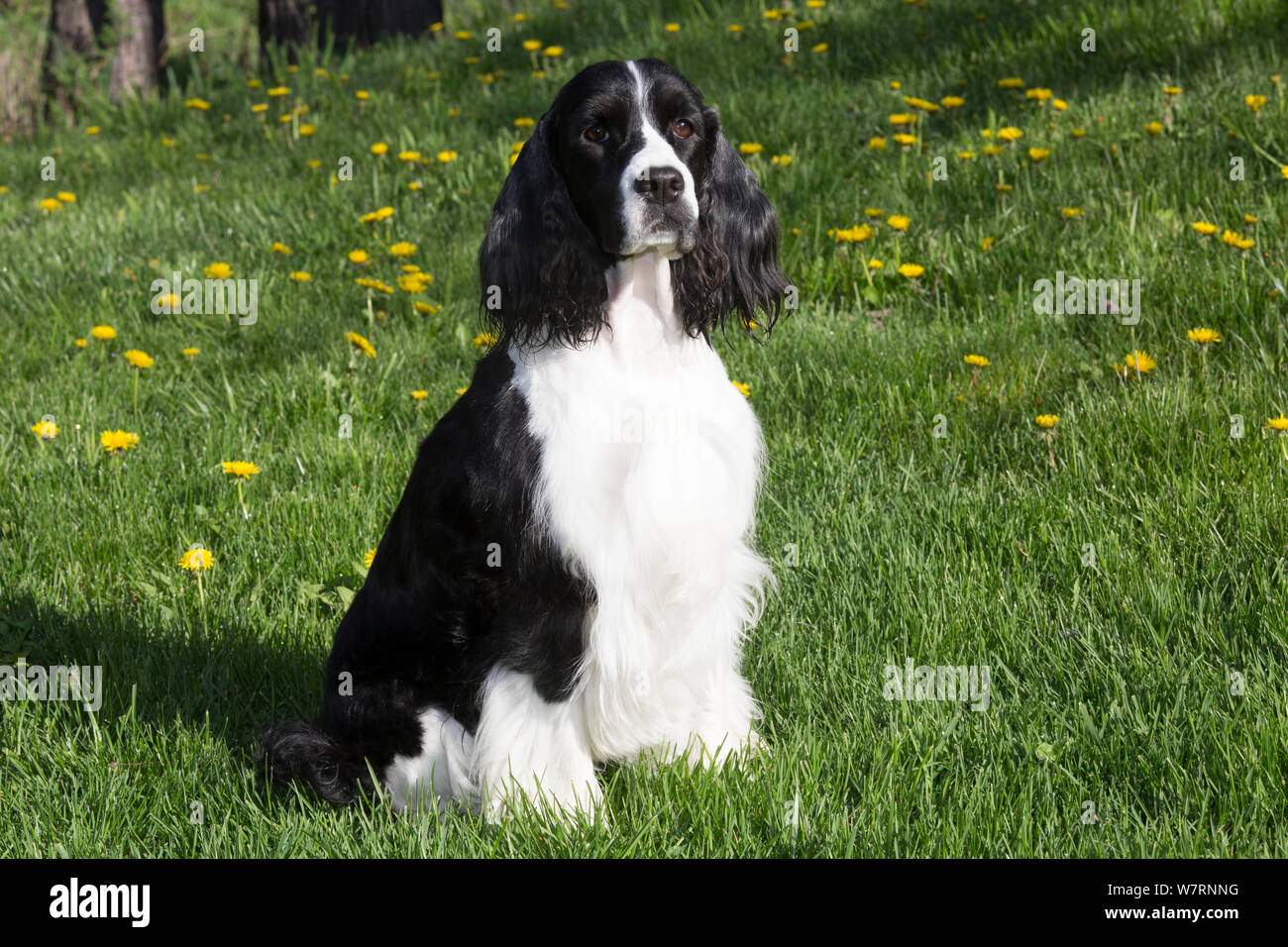 English Spring Spaniel (show type) in spring, Marengo, Illinois, USA ...