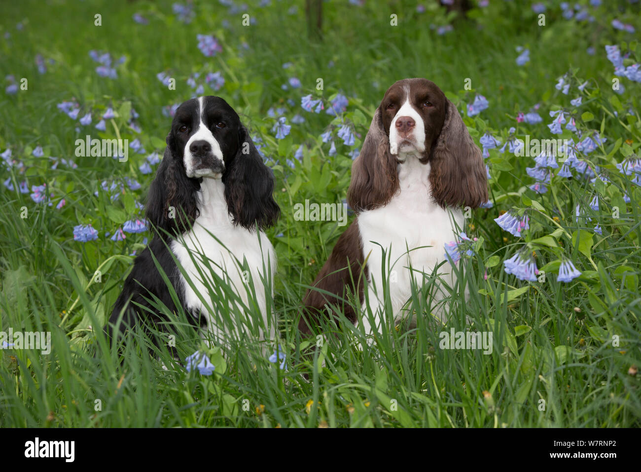 English Springer Spaniels (show type) in Virginia Cowslip (Lamprocapnos ...