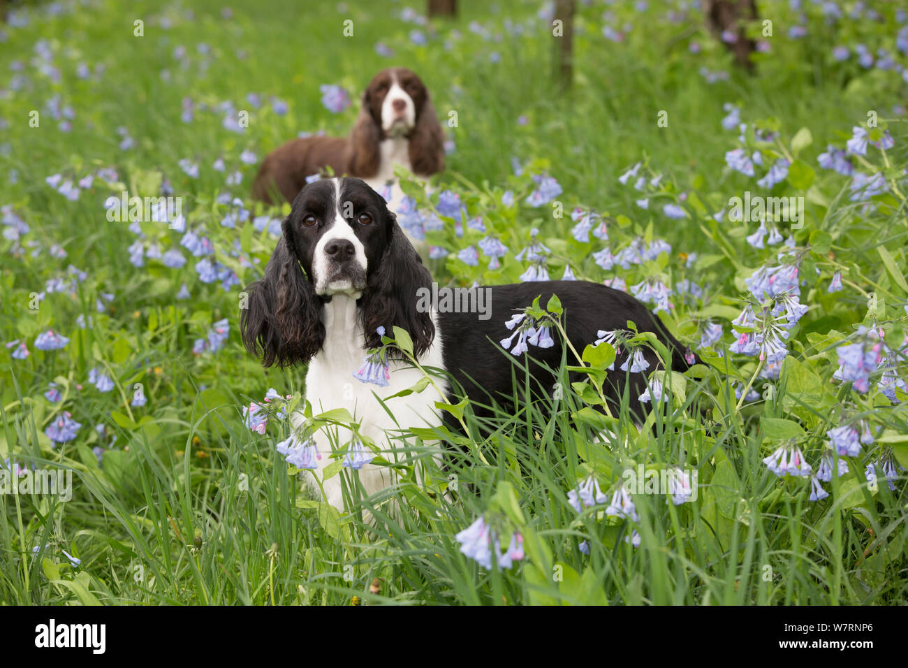 English Springer Spaniels (show type) in Virginia Cowslip (Lamprocapnos ...