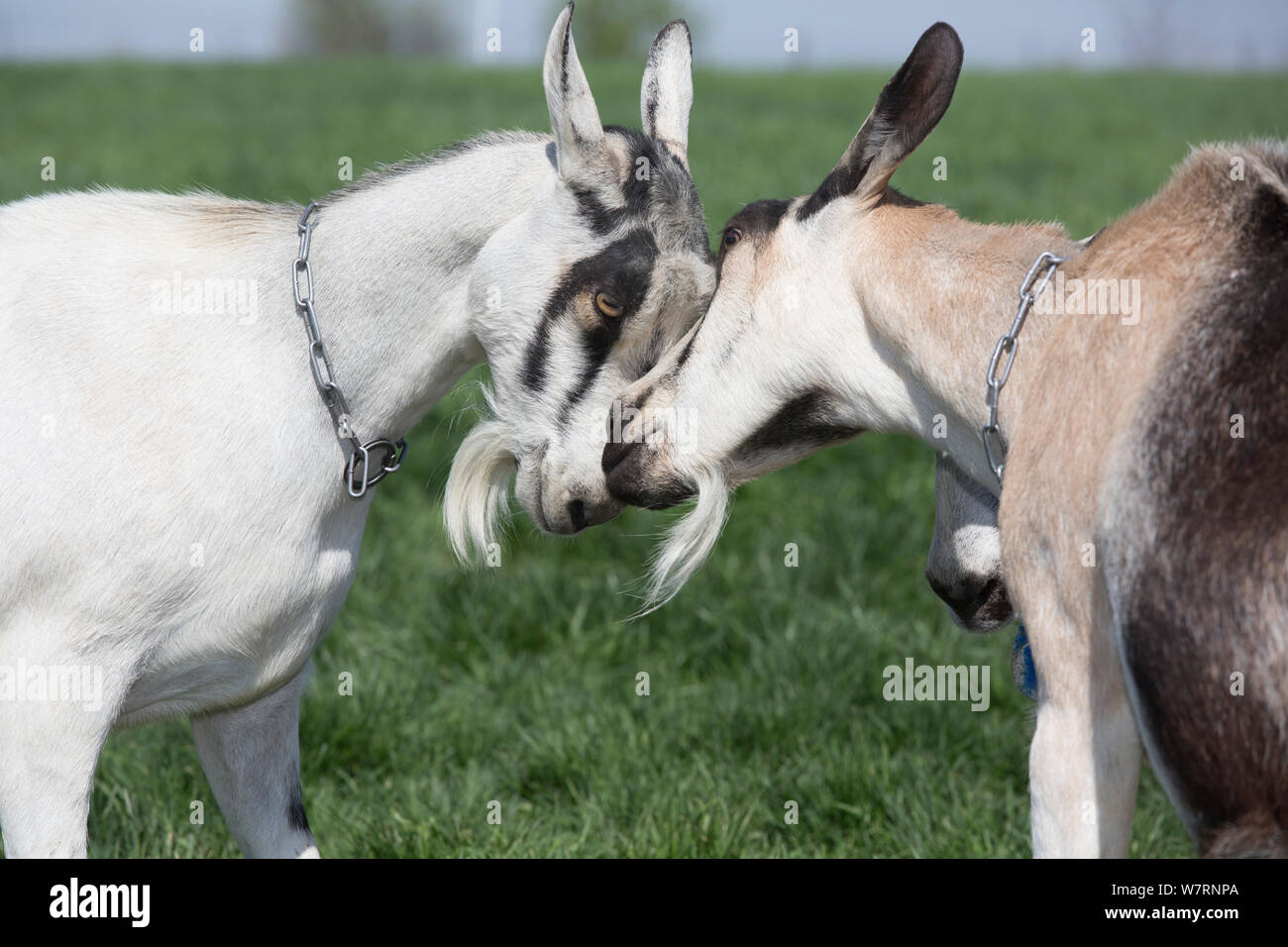 Butting heads hi-res stock photography and images - Alamy