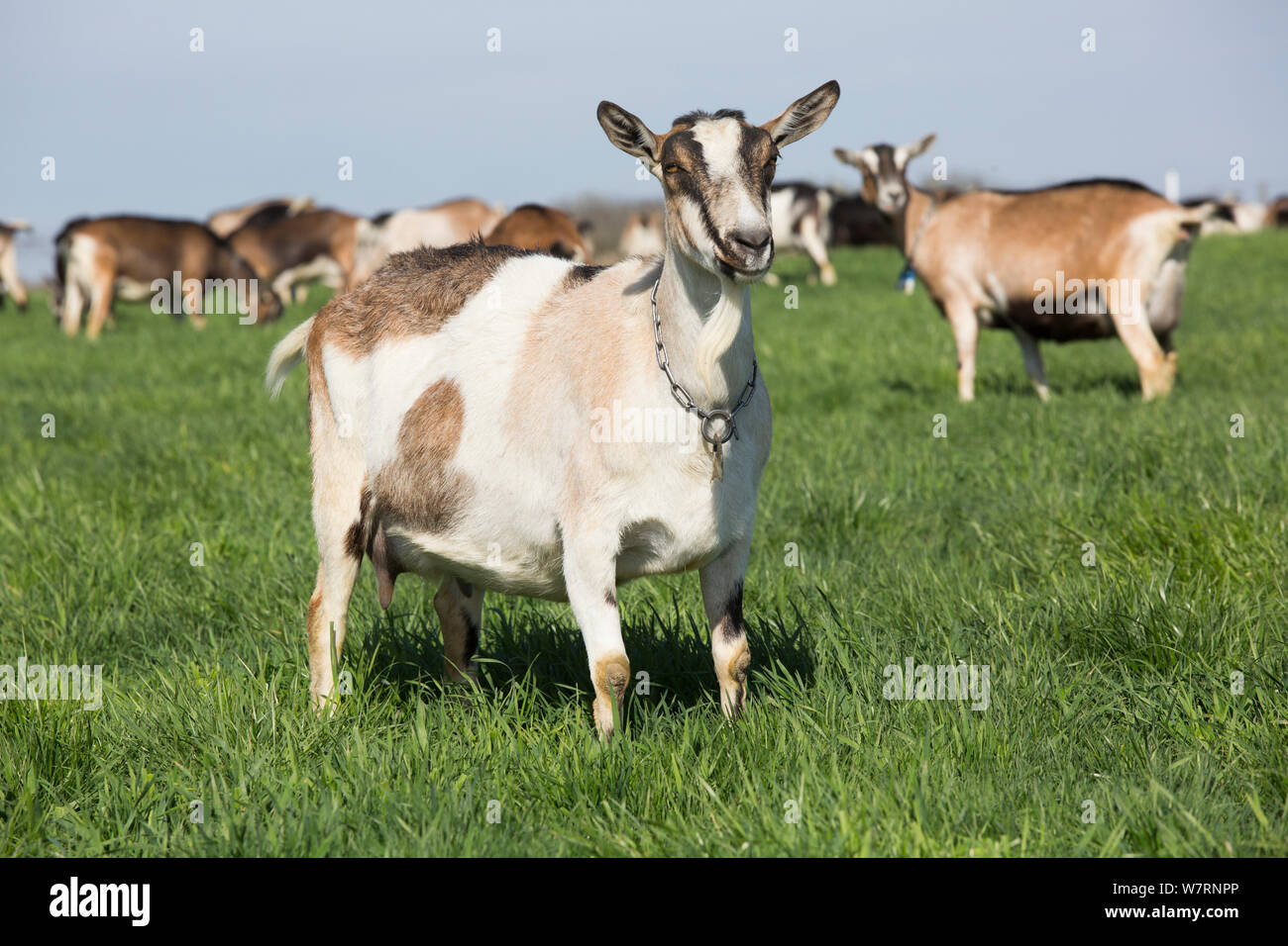 Alpine Goats (a dairy breed) nanny goats in pasture, Poplar Grove ...