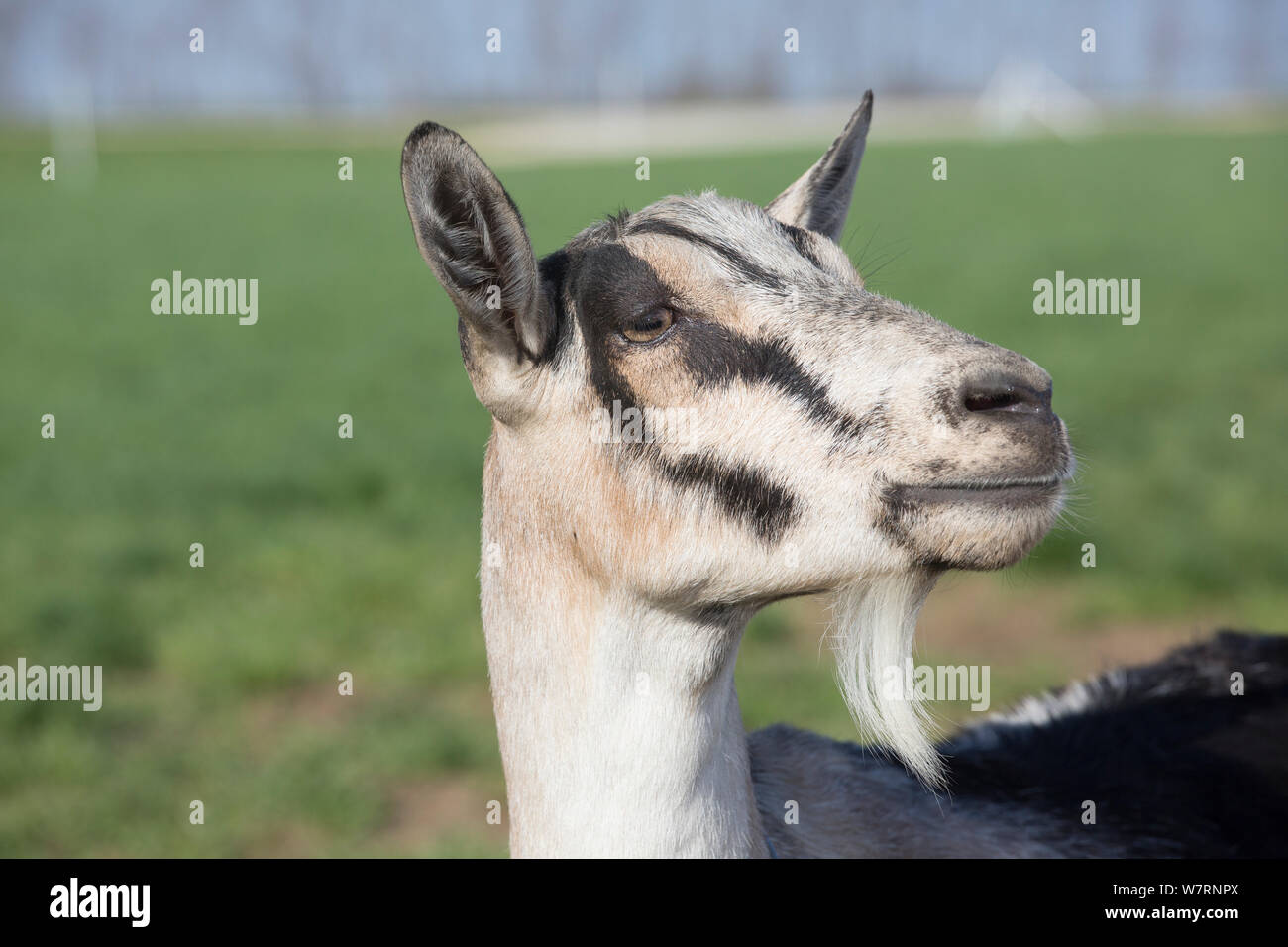 Alpine goat a dairy breed hi-res stock photography and images - Alamy