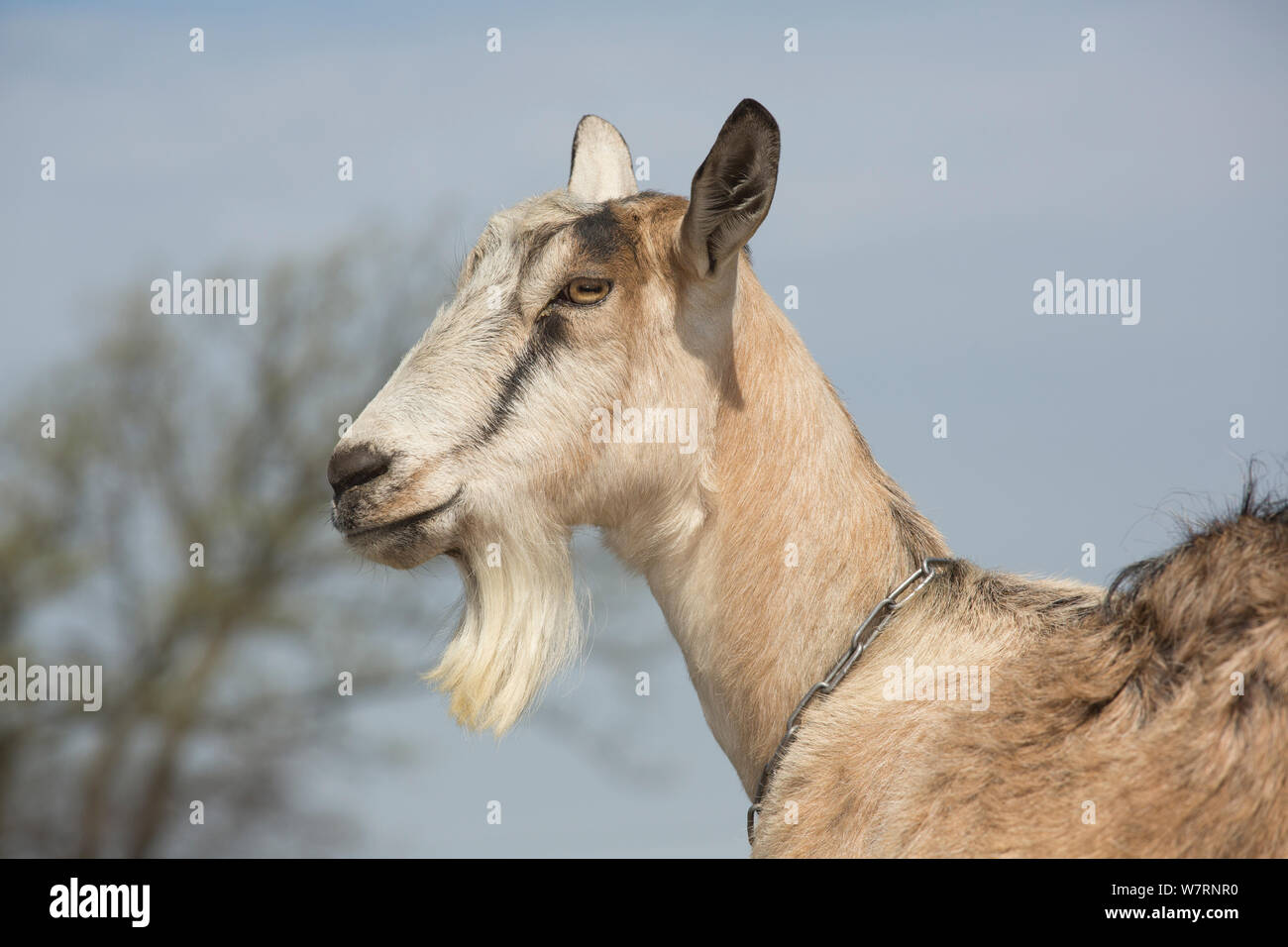 Alpine Goat (a dairy breed) nanny goat in pasture, Poplar Grove ...