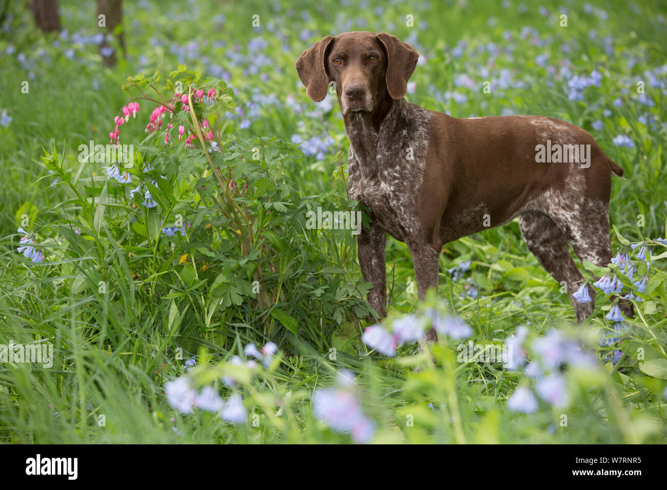 German Shorthair Pointer (female) in Bleeding-Hearts (Lamprocapnos ...