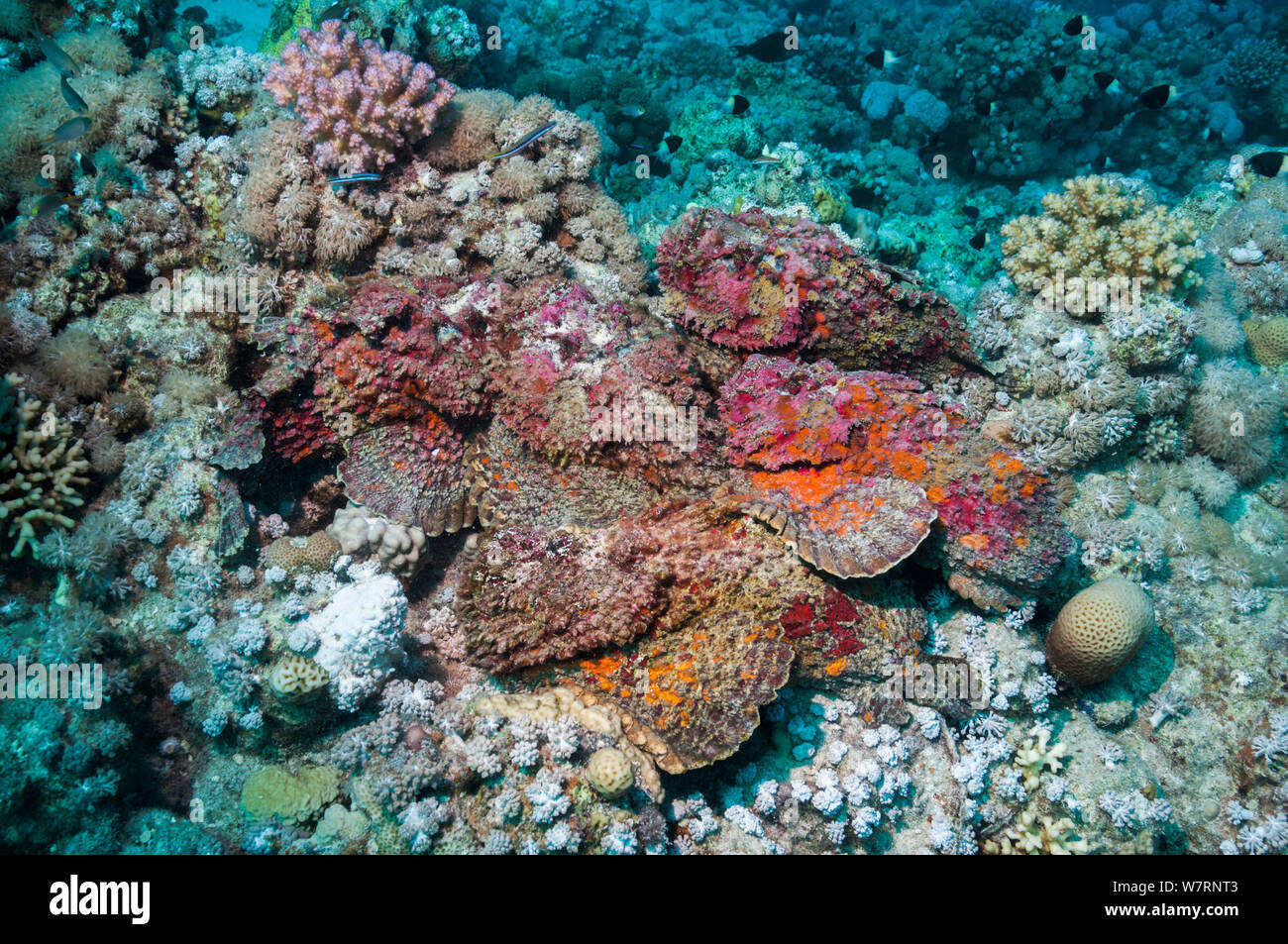 Fish sperm hi-res stock photography and images - Alamy