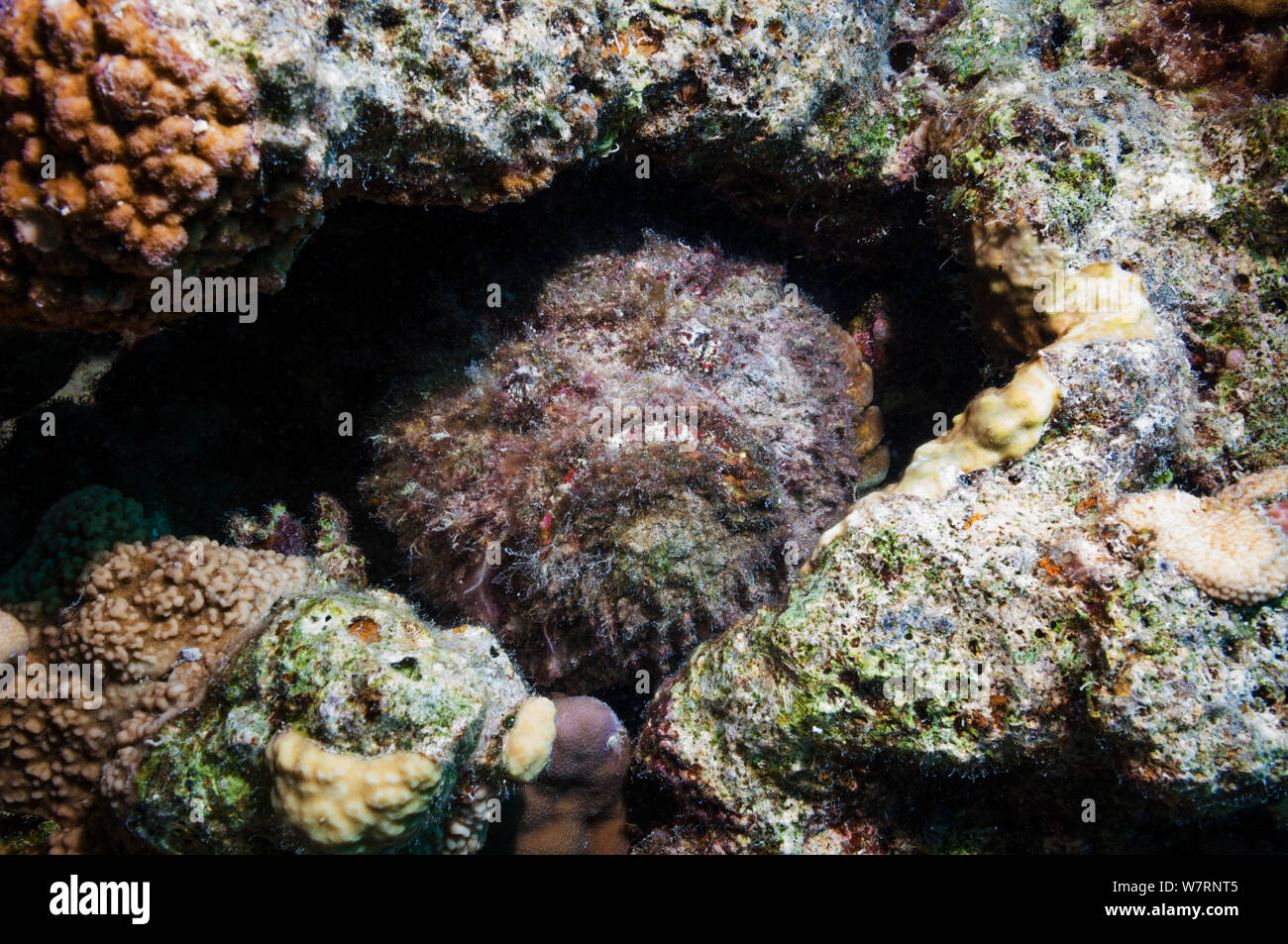 Stonefish (Synanceia verrucosa) well camouflaged overgrown with algae ...