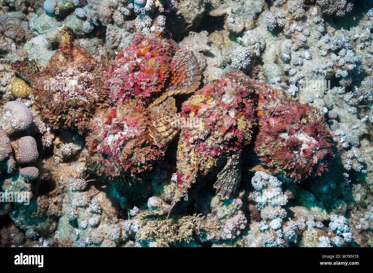 A group of five Reef stonefish (Synanceia verrucosa) in a mating ...