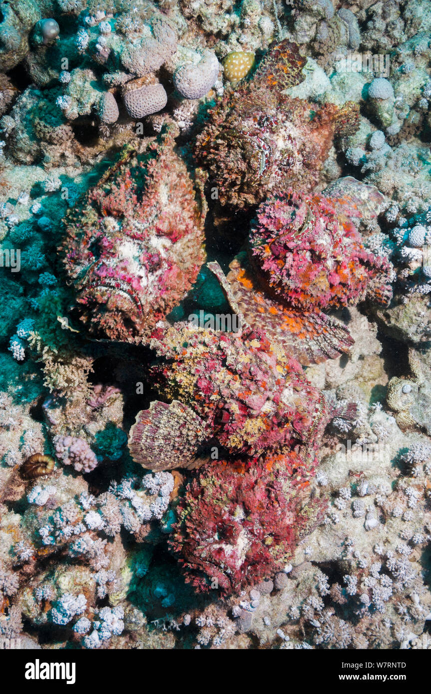 Fish concealed in reef hi-res stock photography and images - Alamy