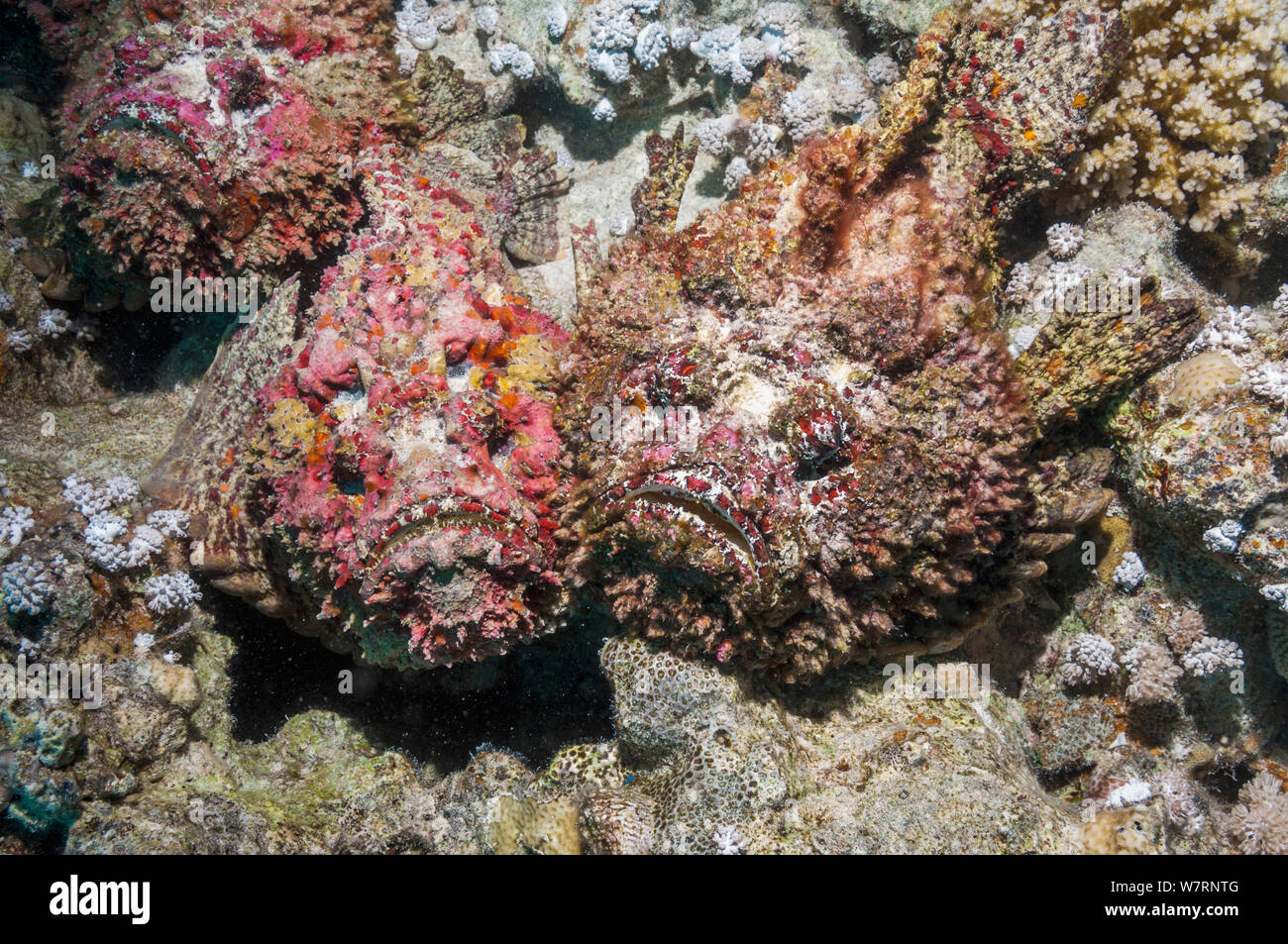 Red sea stonefish hi-res stock photography and images - Alamy