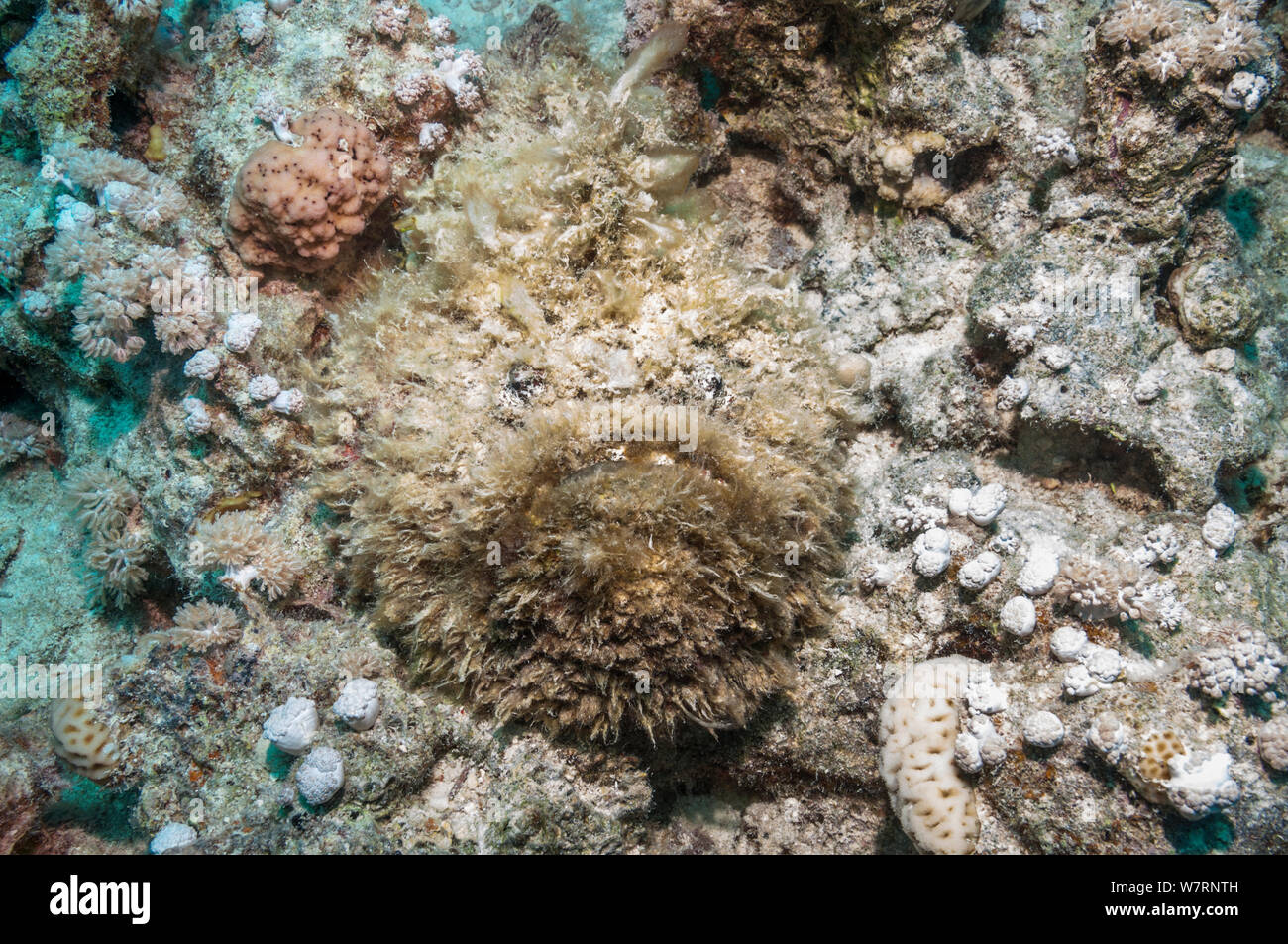 Often camouflaged hi-res stock photography and images - Alamy