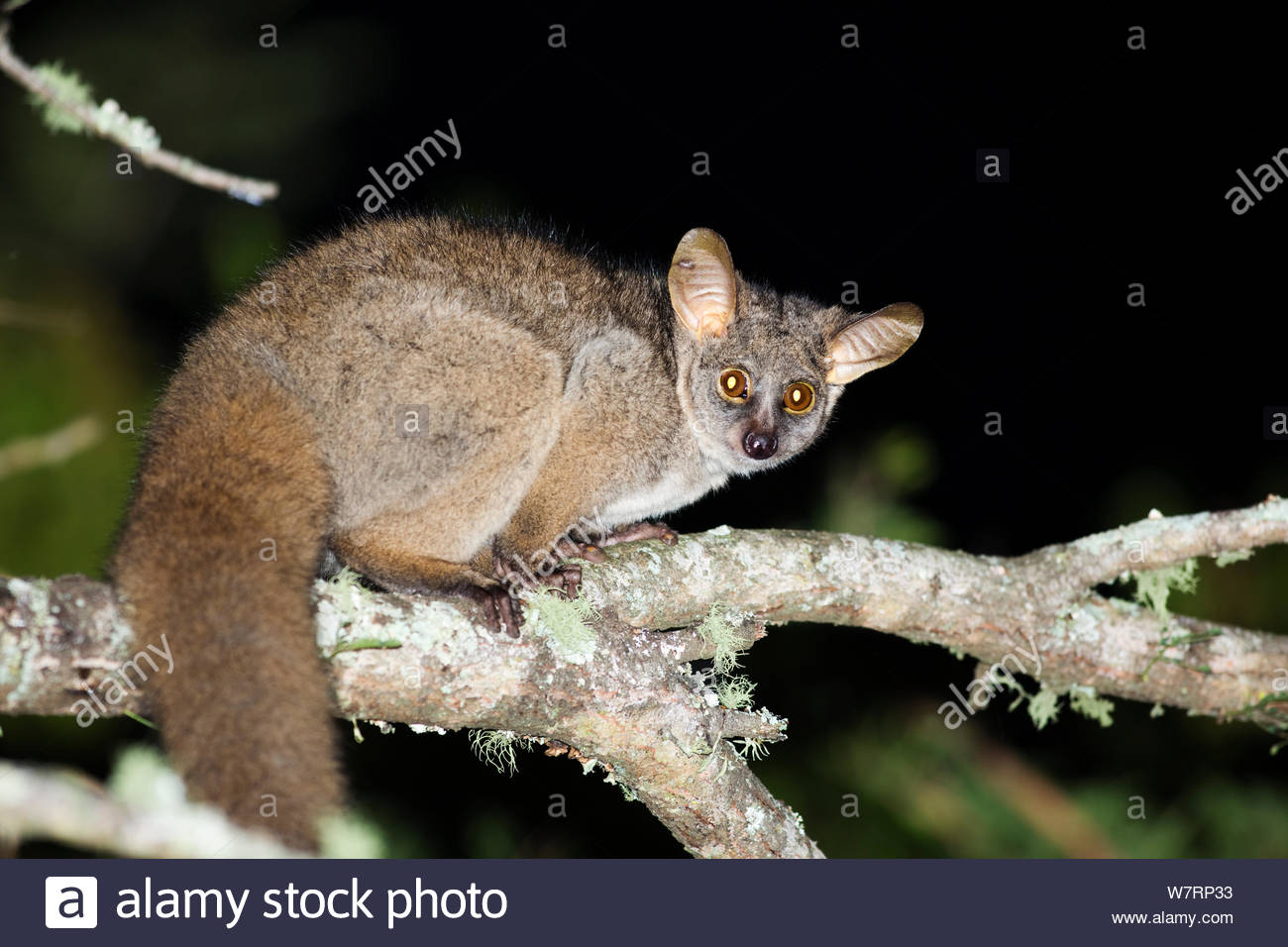Otolemur Crassicaudatus Stock Photos & Otolemur Crassicaudatus Stock ...