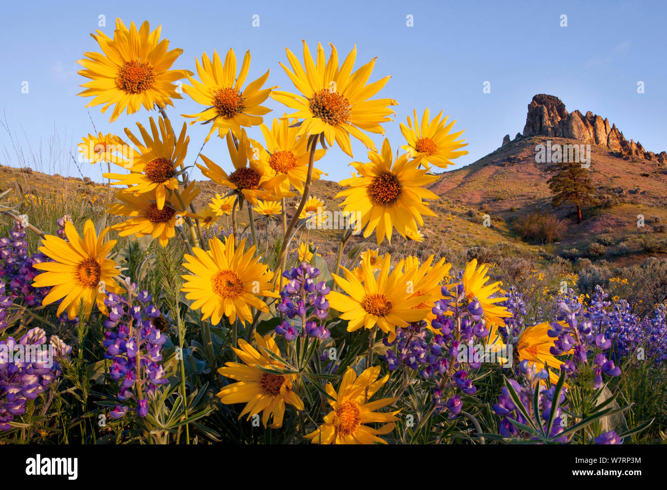 Spring blooms of wildflowers including Arrowleaf Balsamroot ...