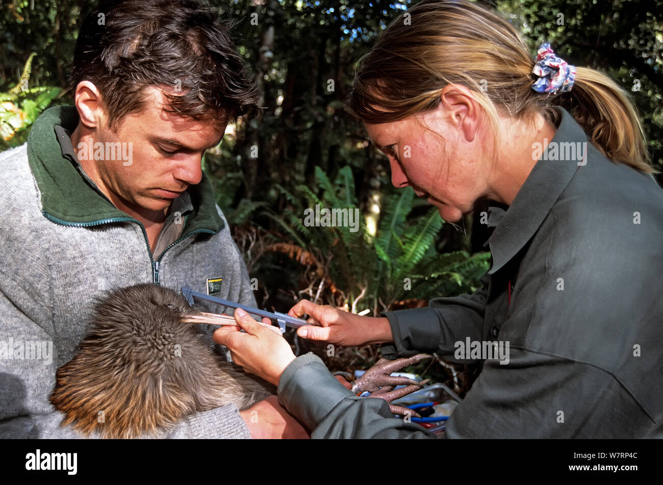 Haast Tokoeka High Resolution Stock Photography and Images - Alamy