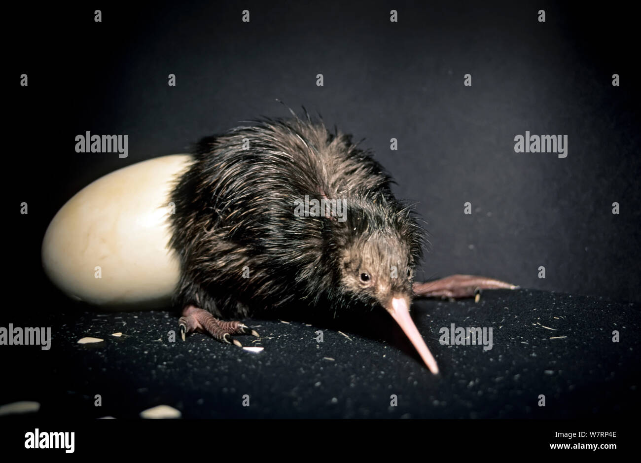 Kiwi Bird Egg Hatching