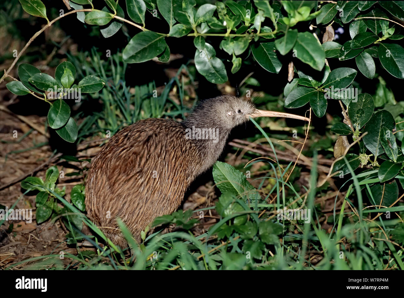 North Island Brown Kiwi (Apteryx australis mantelli) captive from ...