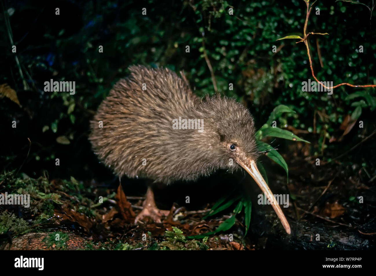 Okarito brown kiwi hi-res stock photography and images - Alamy