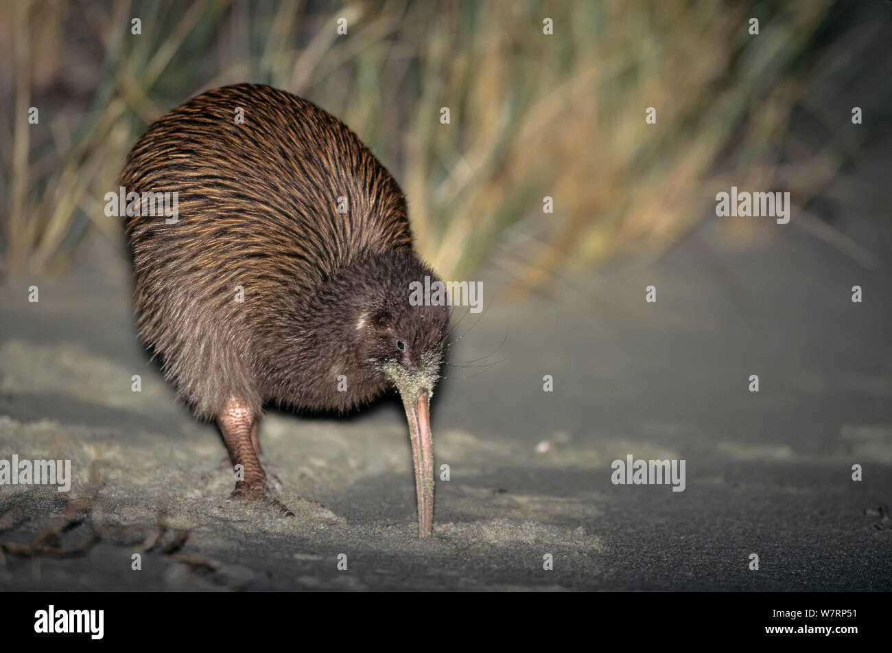 Southern Tokoeka / Stewart Island Kiwi (Apteryx australis lawryi ...