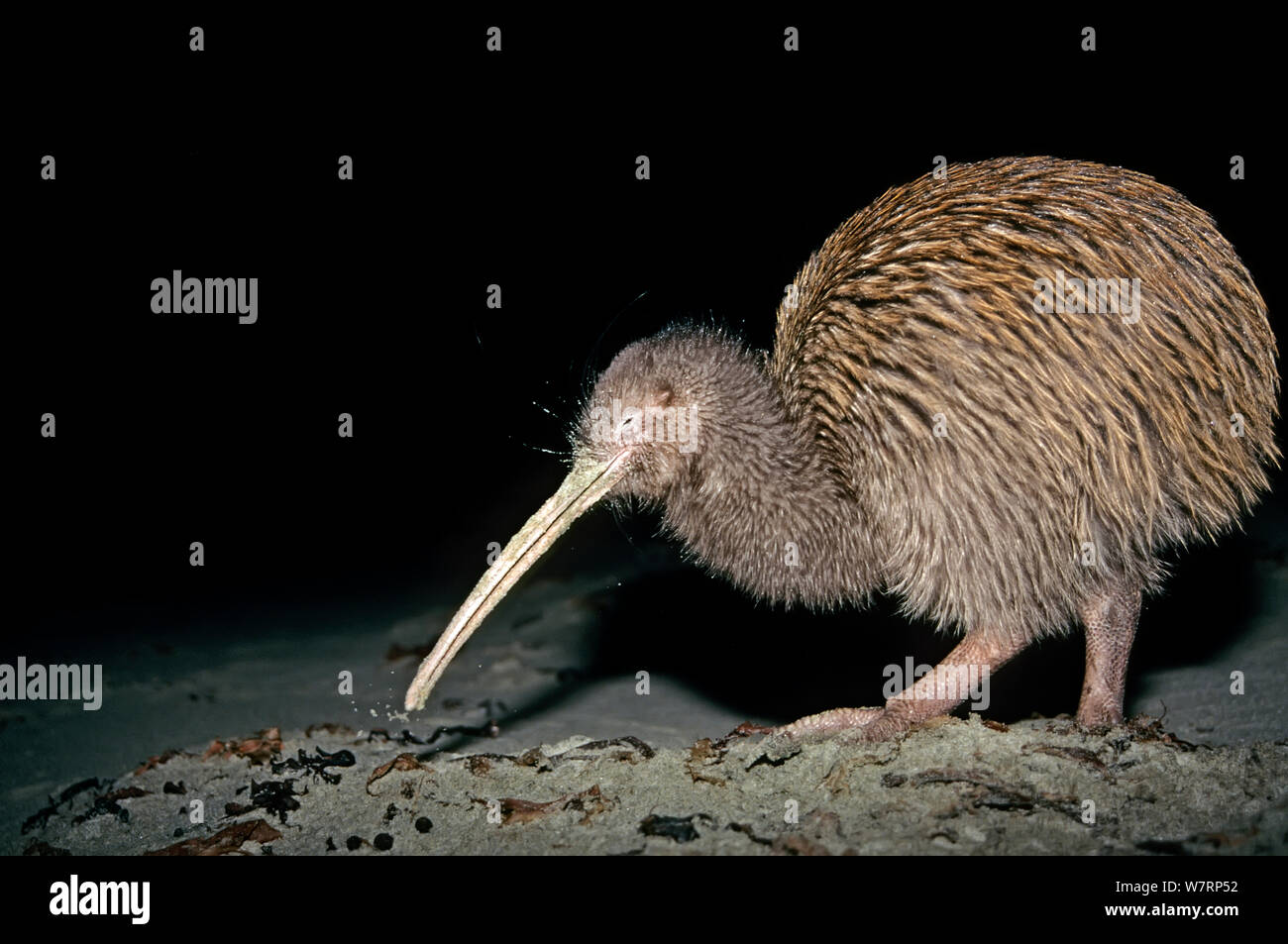 Apterygiformes hi-res stock photography and images - Alamy