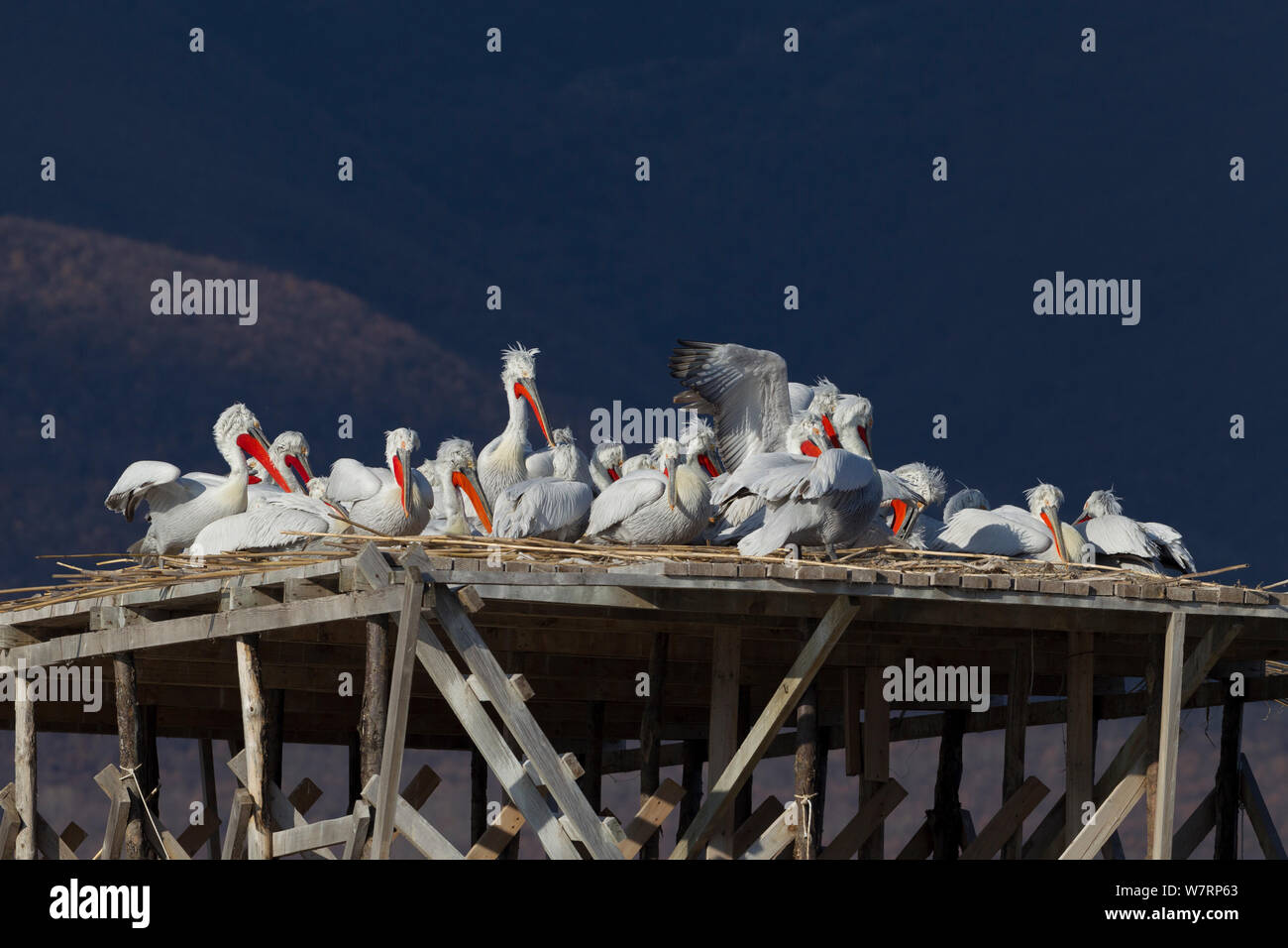 Nesting platform hi-res stock photography and images - Alamy