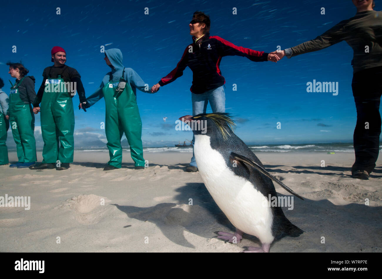 Southern rockhopper penguin aptenodytes crestata hi-res stock ...