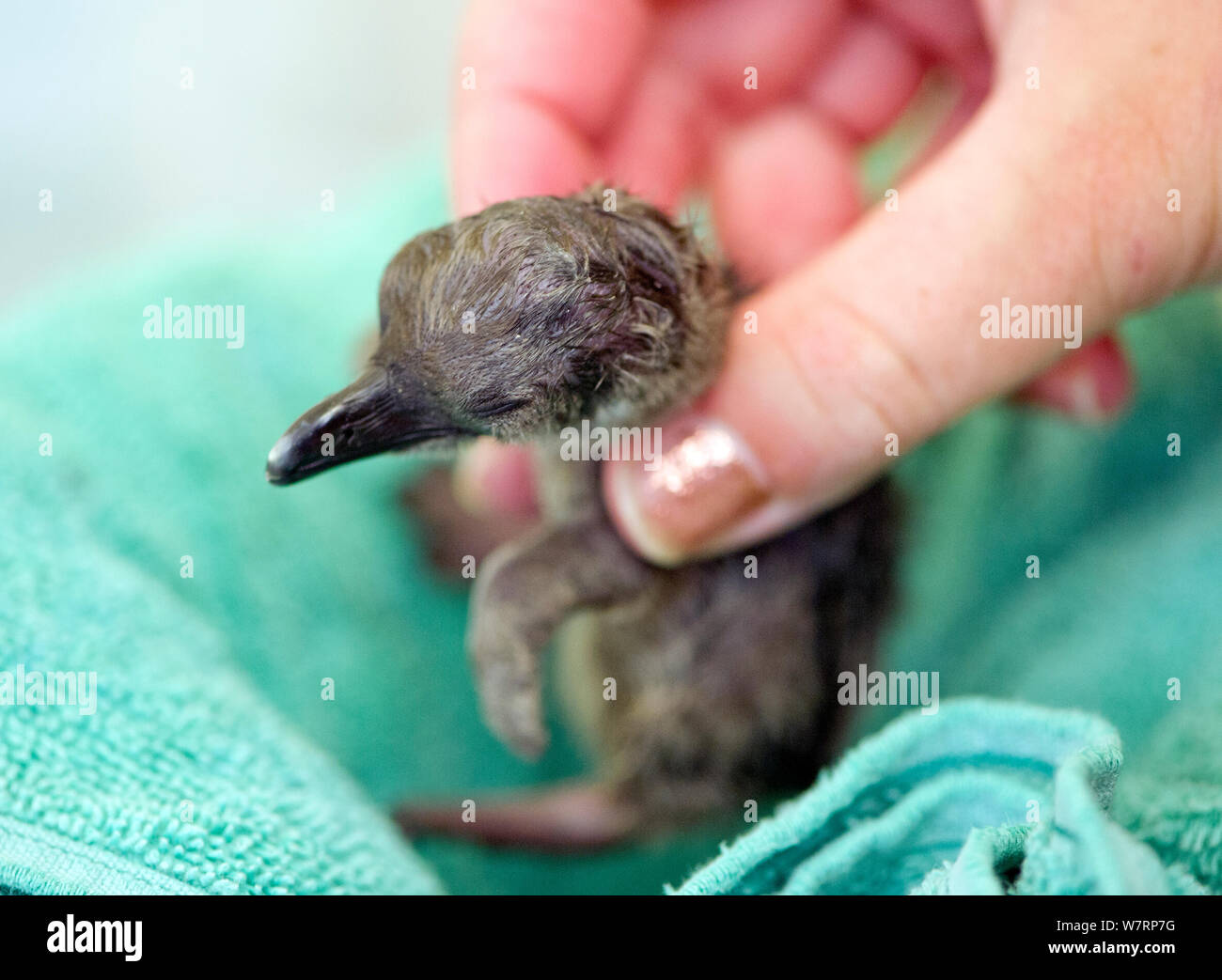 Hand reared wild animals hi-res stock photography and images - Alamy