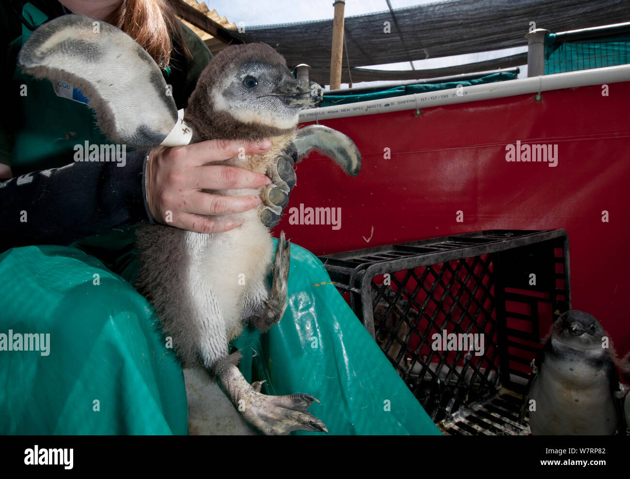 African penguin baby hi-res stock photography and images - Alamy