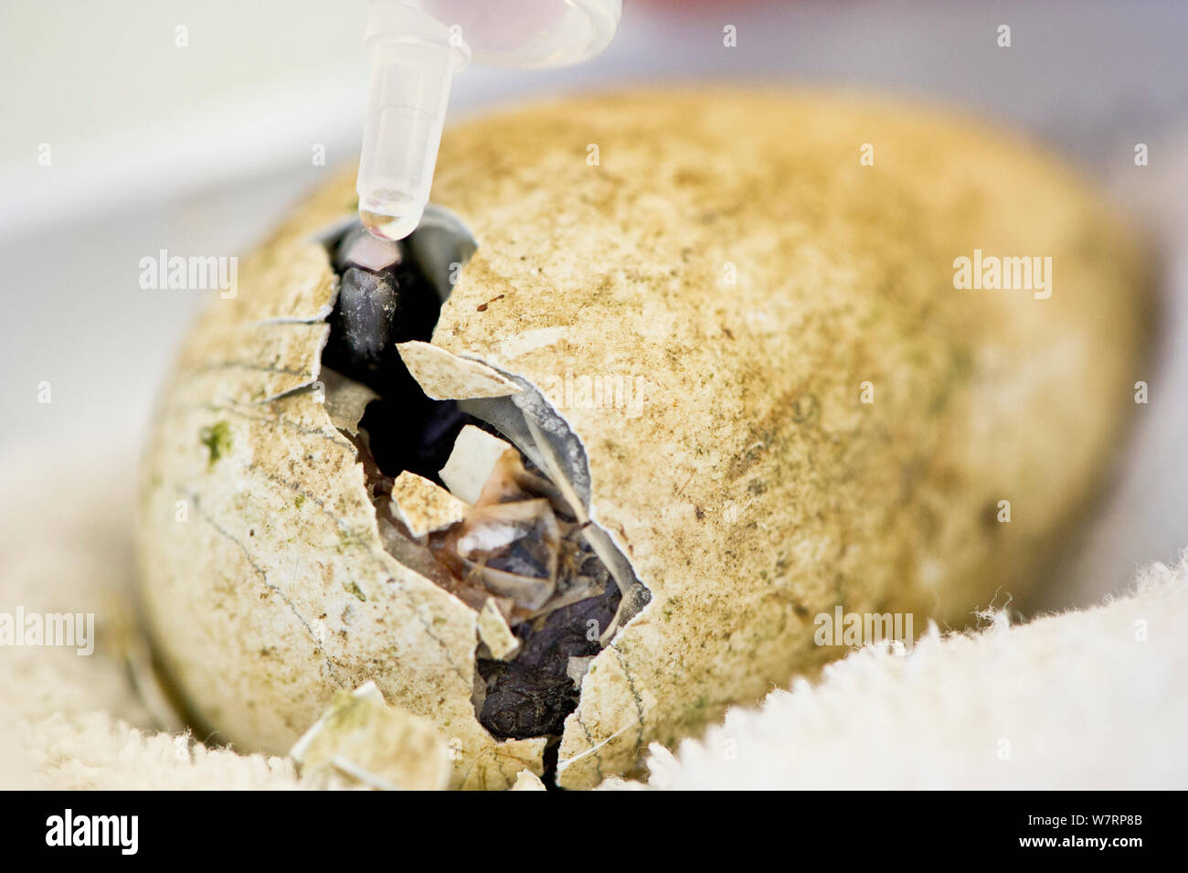 Penguin hatching hi-res stock photography and images - Alamy