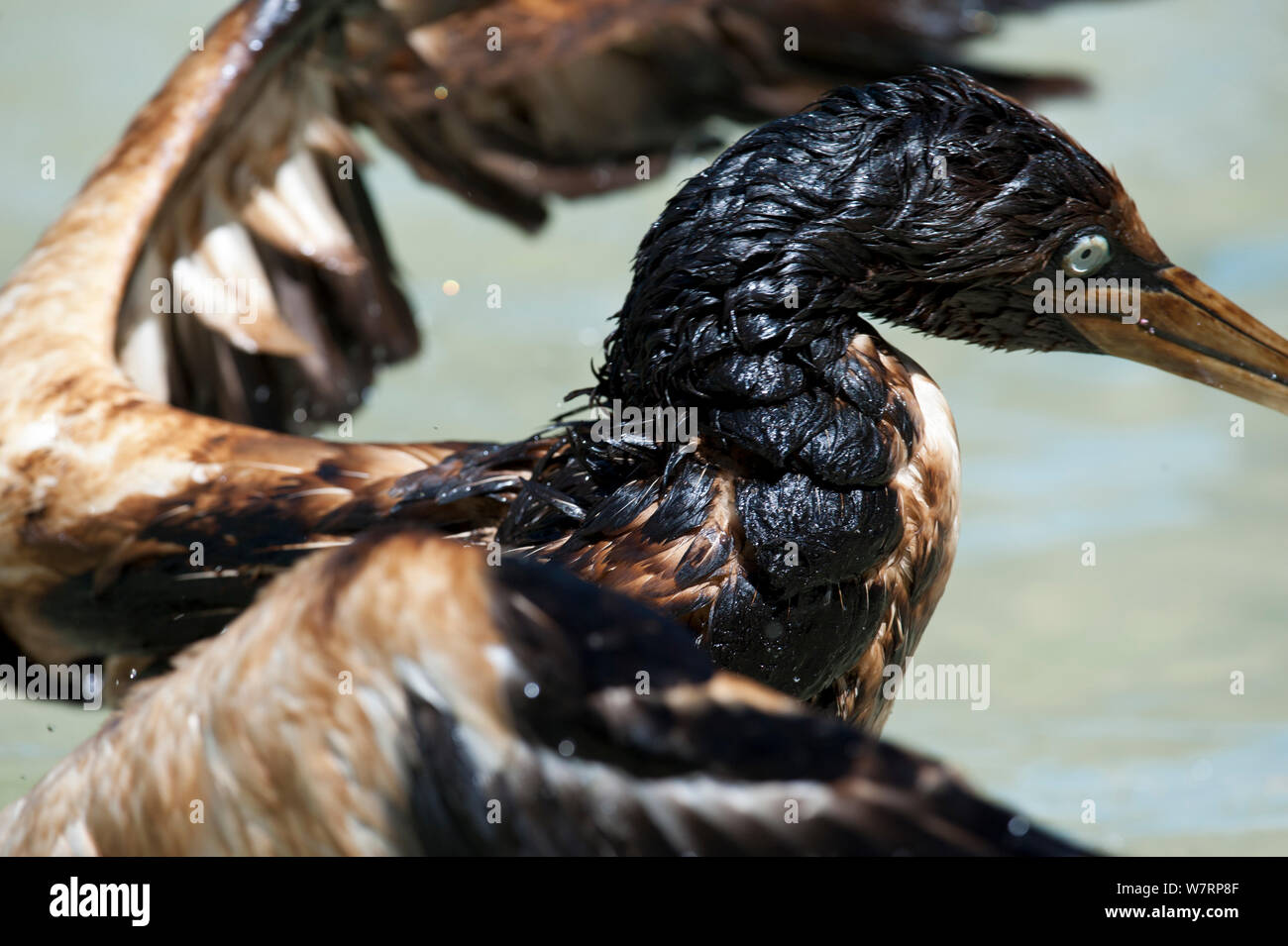 Cape gannet (Morus capensis) covered in oil in SANCCOB pool, during ...