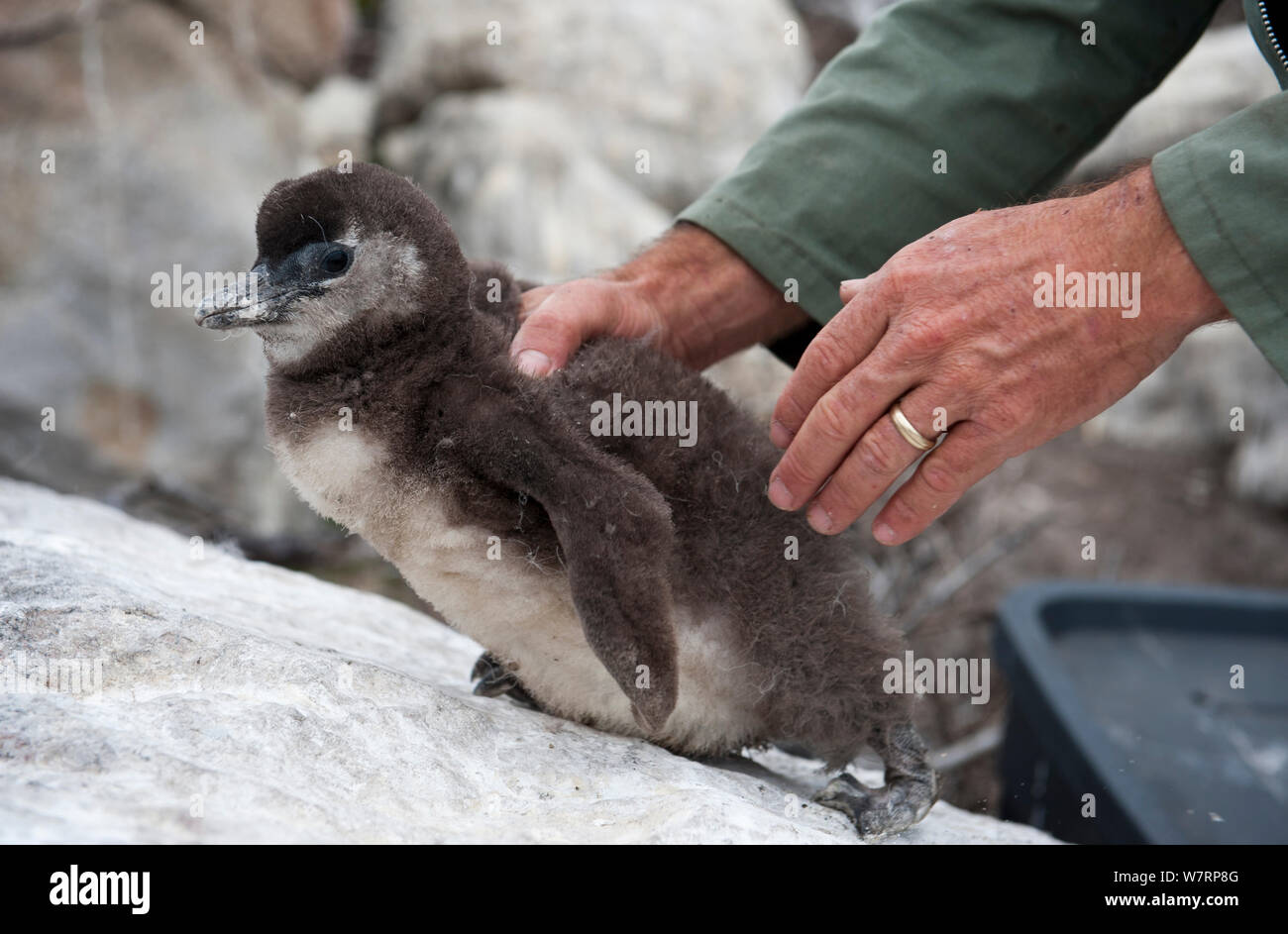 Poor penguin hi-res stock photography and images - Alamy