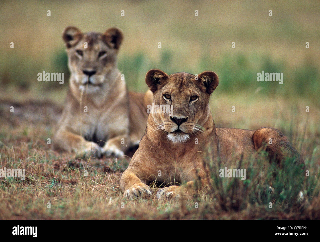 Lionesses (Panthera leo) resting, Rwindi sector of the Virunga National ...
