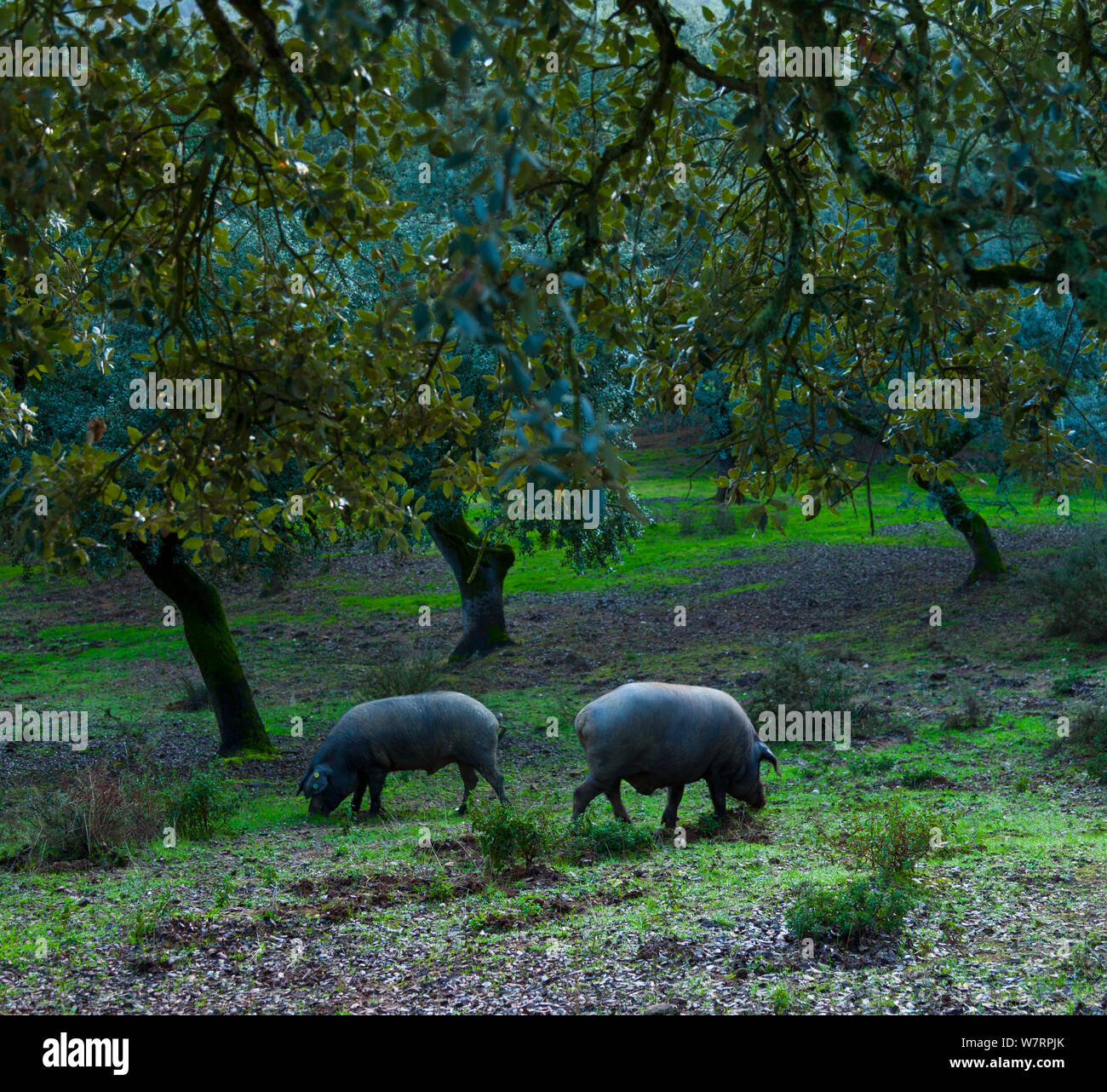 Holm oak tree hi-res stock photography and images - Alamy