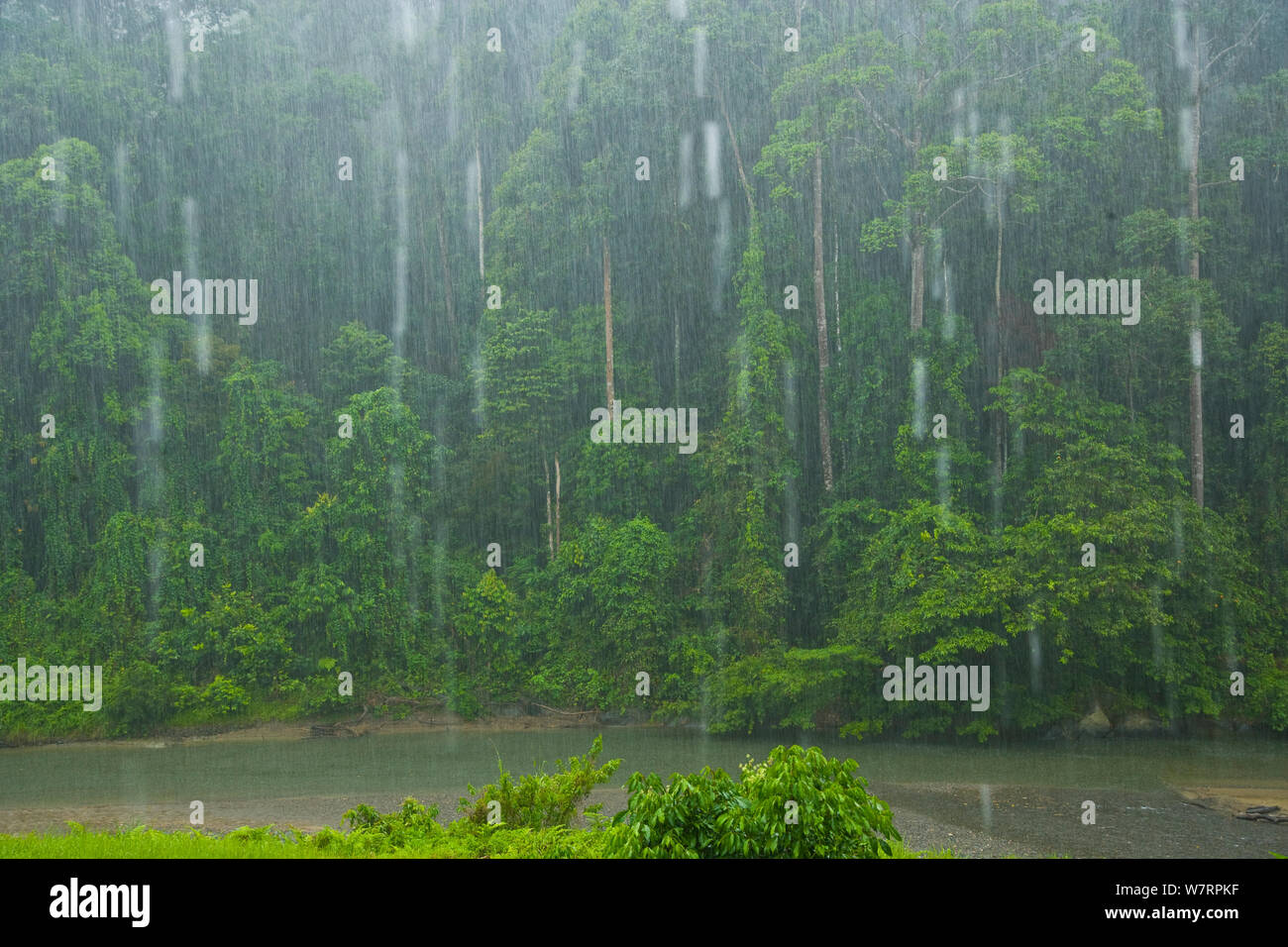 Heavy Rainfall In Rainforest