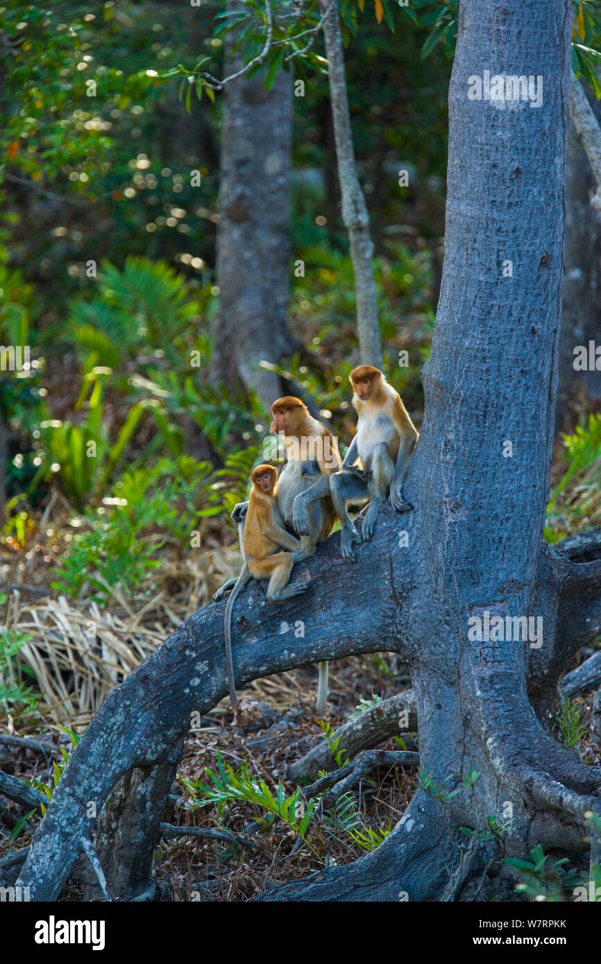Three Proboscis monkeys (Nasalis larvatus) sitting on a Mangrove tree ...