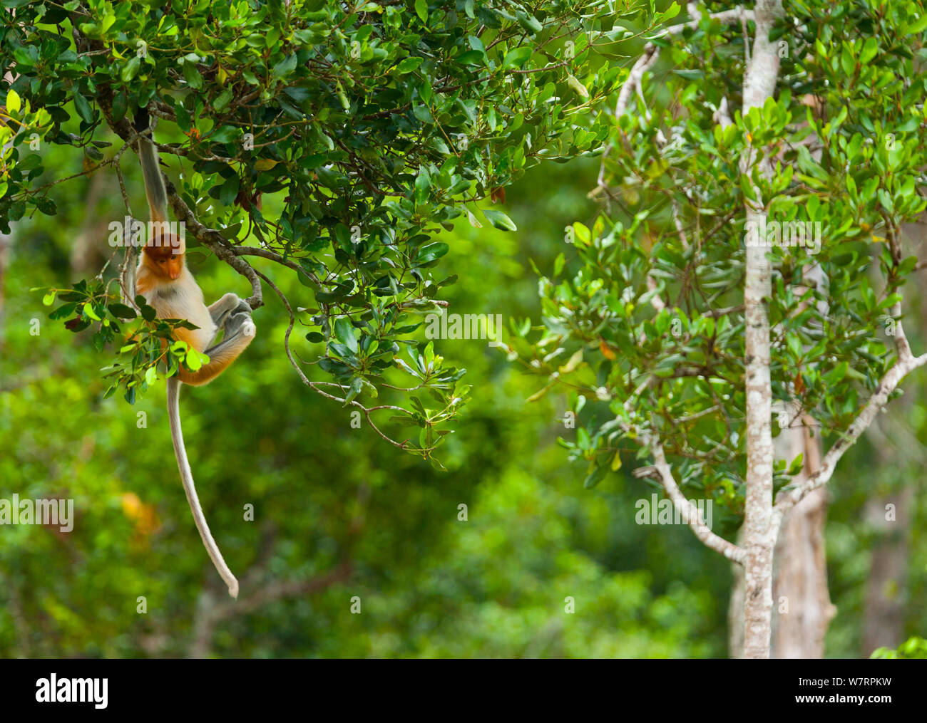Proboscis monkey (Nasalis larvatus) hanging from a Mangrove tree ...