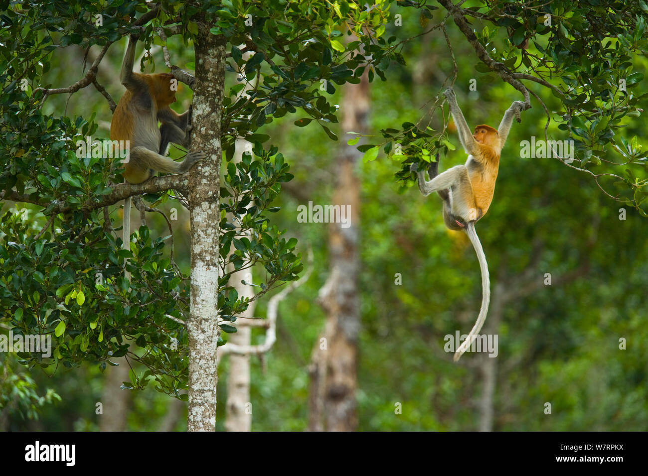 Proboscis monkeys (Nasalis larvatus) feeding in a Mangrove tree, Sabah ...