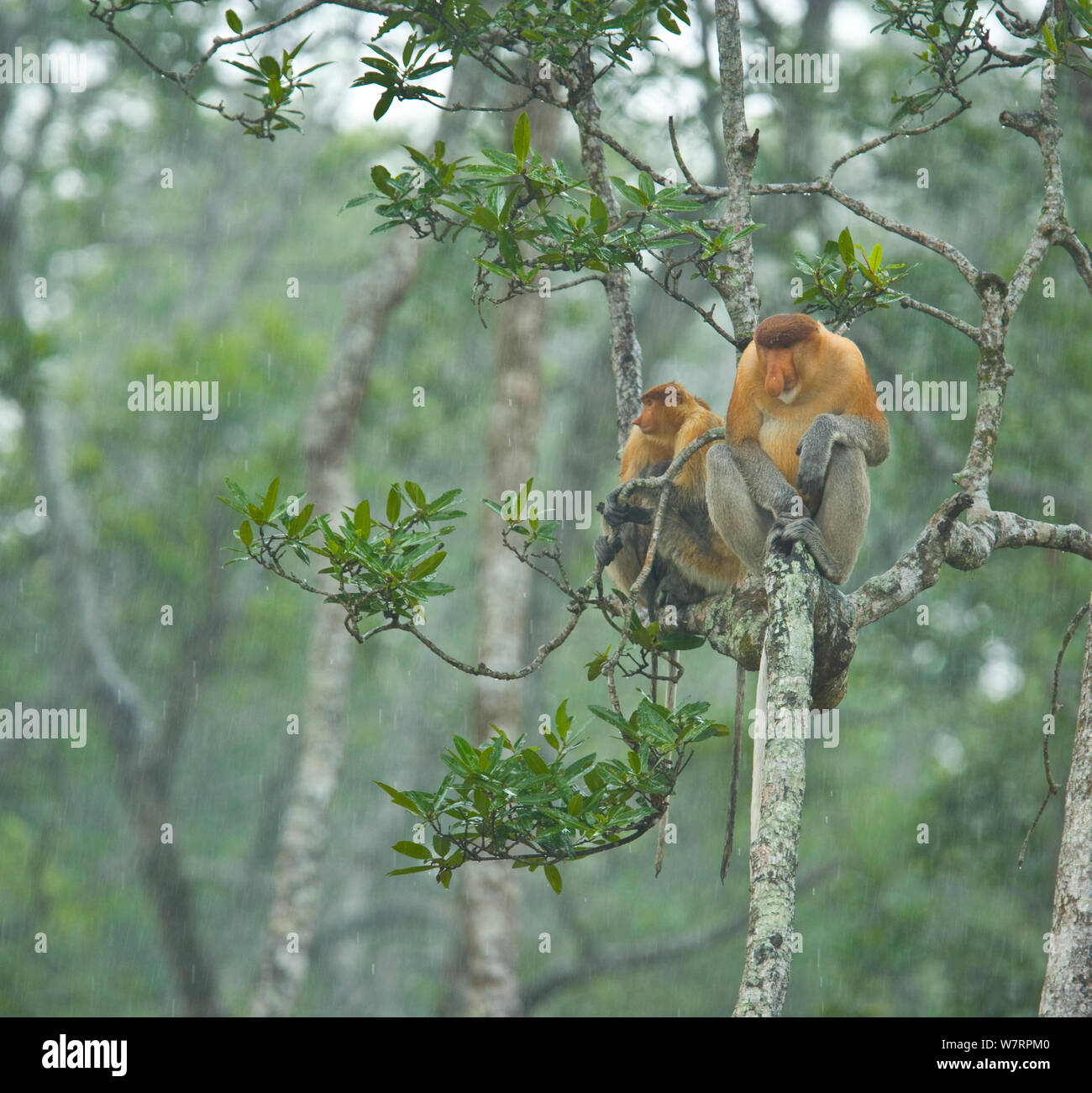 Proboscis monkeys (Nasalis larvatus) sitting in a Mangrove tree in the ...